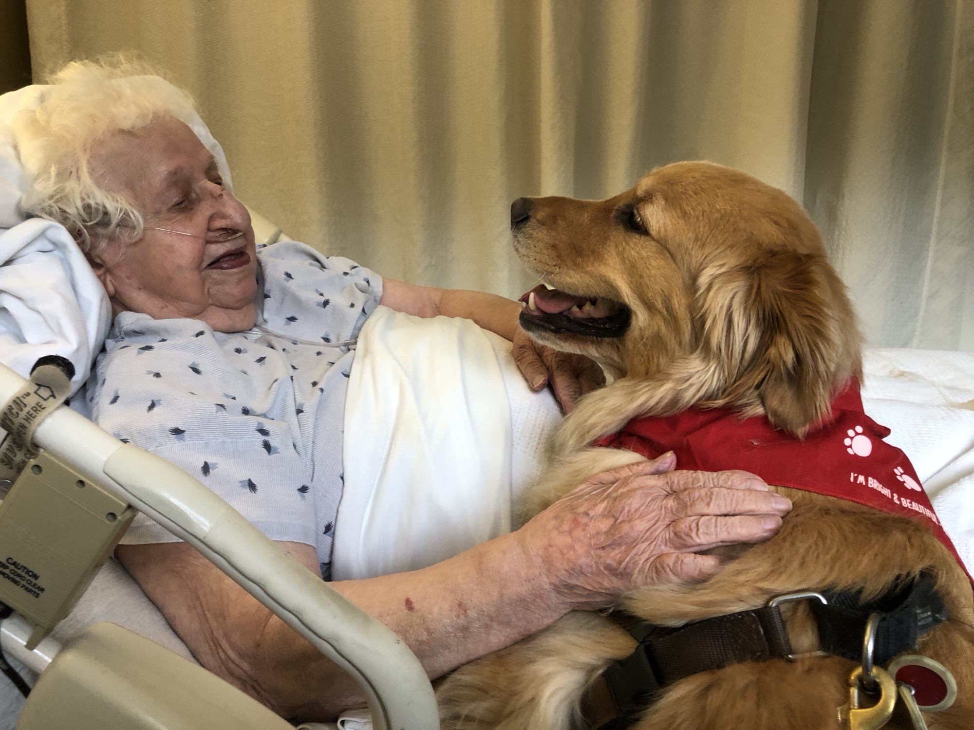 Abby, the Chemo Dog – Stories Past Present Future